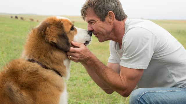 Ο ΚΑΛΥΤΕΡΟΣ ΜΟΥ ΦΙΛΟΣ (A DOG'S PURPOSE) | Star TV