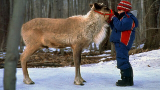 PRANCER RETURNS | Star TV